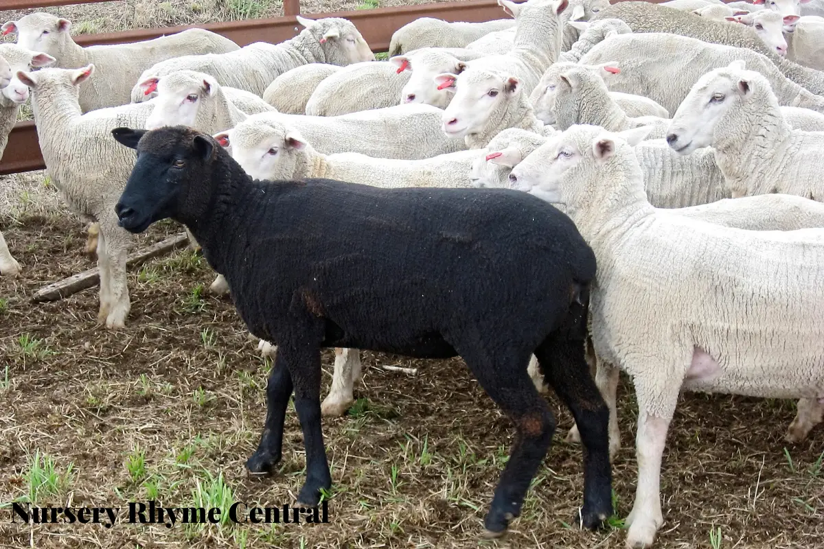 Baa Baa Black Sheep Lyrics, History, Video, Lesson Plans & More ...